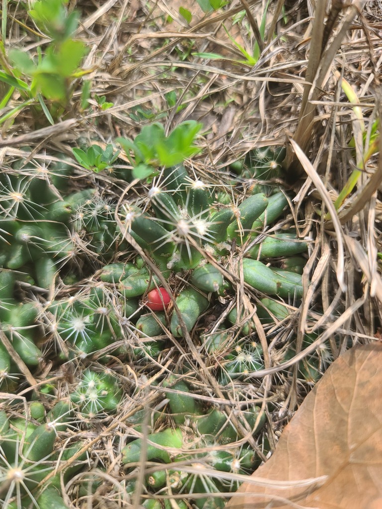 Missouri Foxtail Cactus in September 2023 by Gus Barksdale · iNaturalist