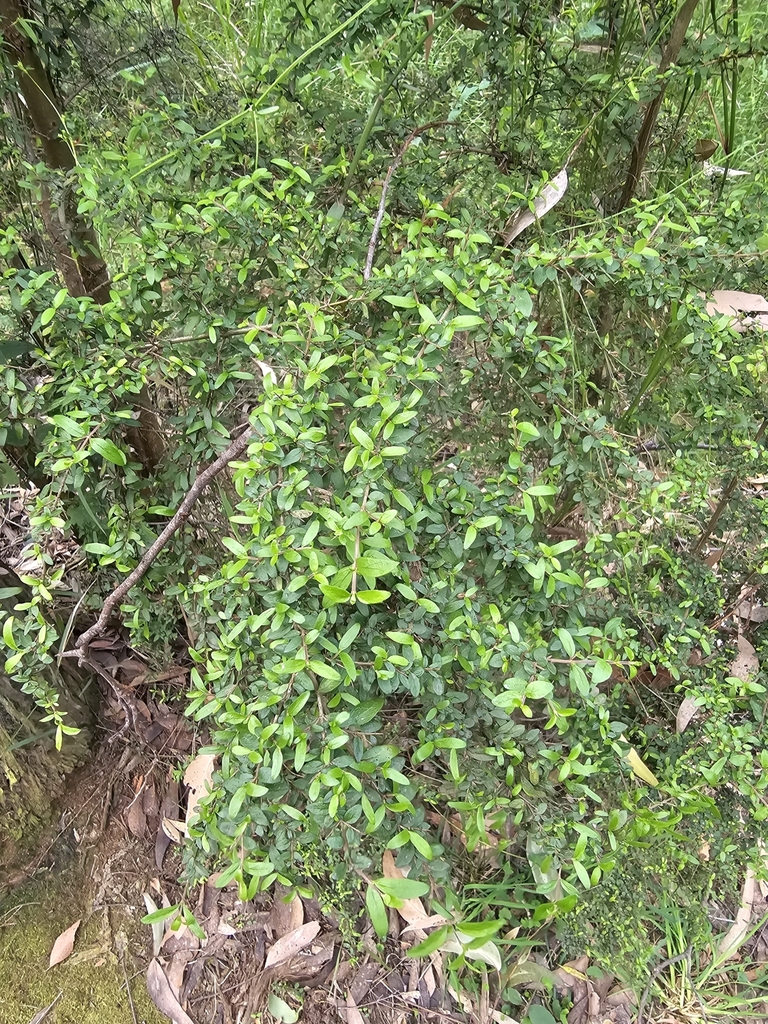Prickly Currant-Bush from Clematis VIC 3782, Australia on September 27 ...