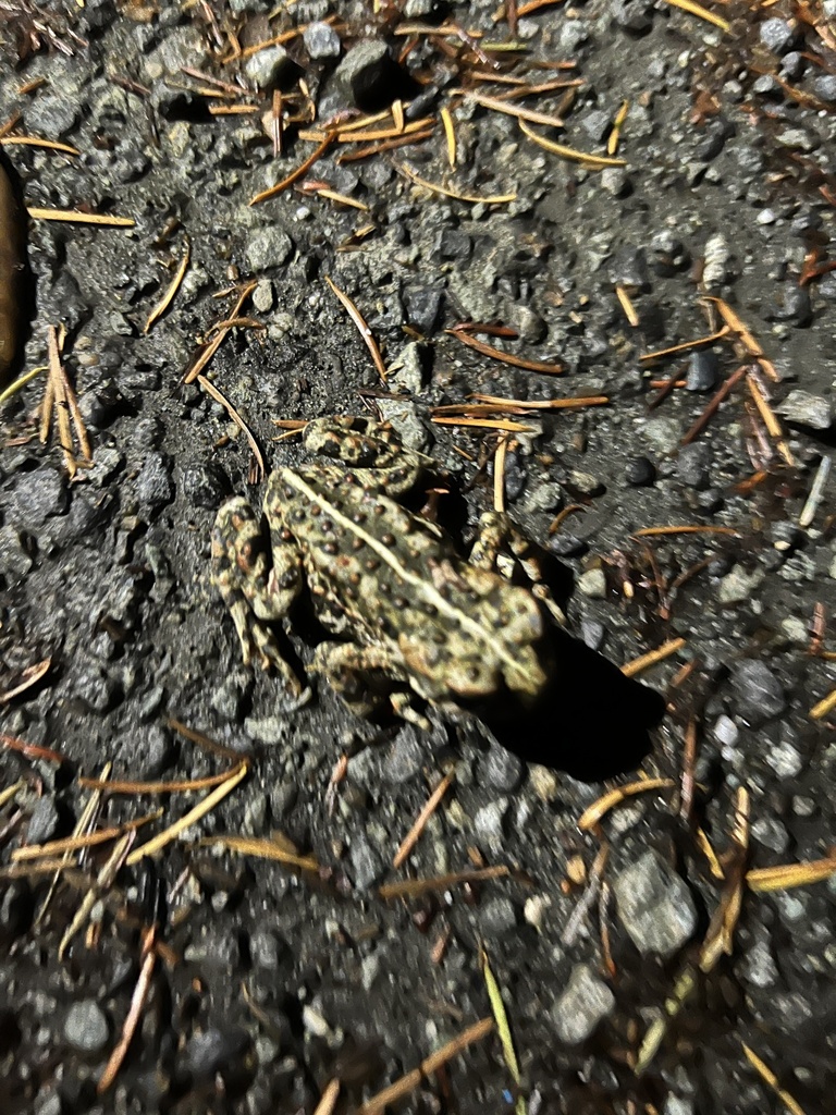 Western Toad from Six Rivers National Forest, Willow Creek, CA, US on ...