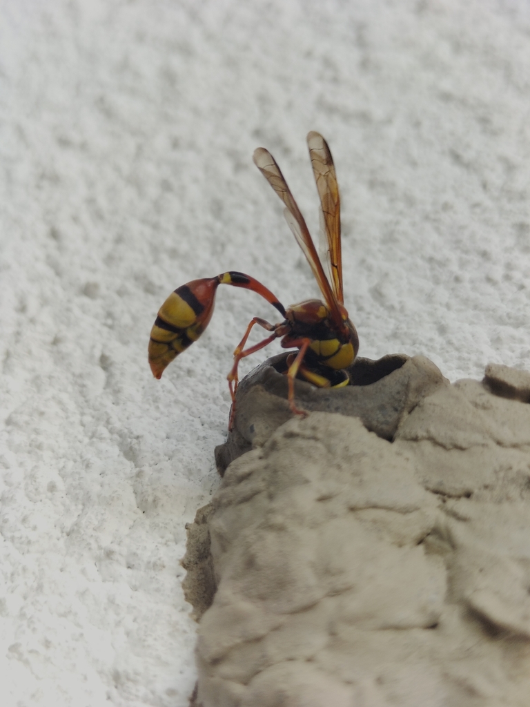 Okinawa Mud Wasp from 655台灣雲林縣元長 on September 27, 2023 at 02:37 PM by ...