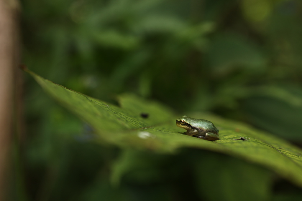 Common Chinese Tree Frog in September 2023 by Pintsen JIN · iNaturalist