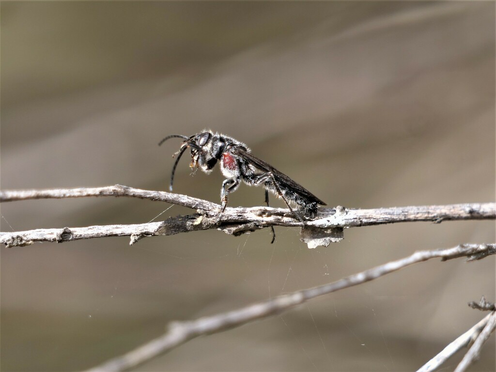 Winged and Once-winged Insects from Hartley SA 5255, Australia on ...