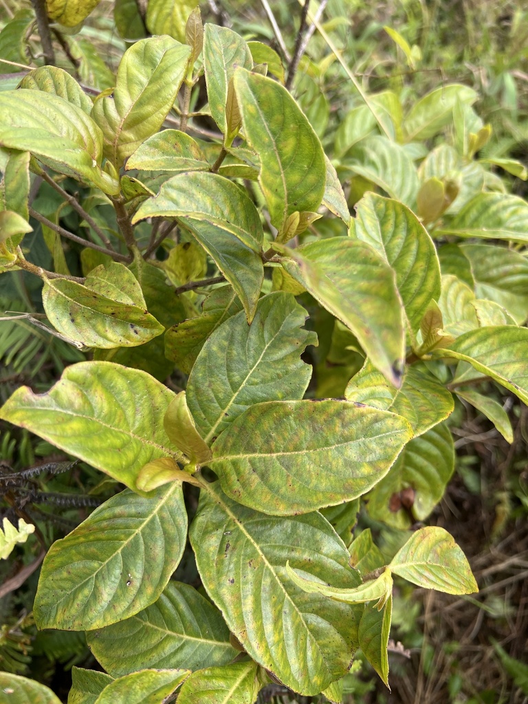 Bobea brevipes in September 2023 by Susan Fawcett · iNaturalist