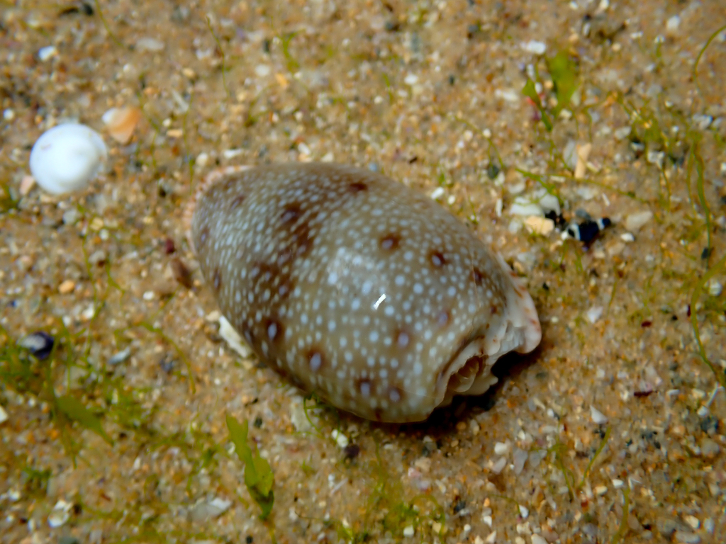 Eroded Cowry from Bateau Bay Beach, NSW, Australia on September 27 ...