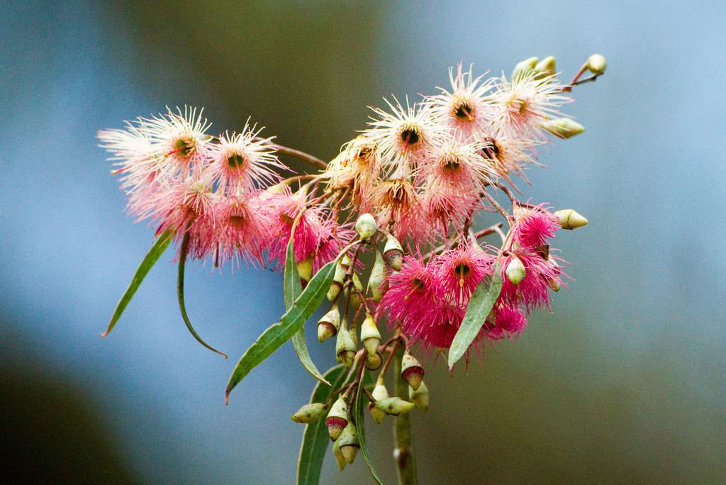 red ironbark (Logan RE 12.9-10.19 Flora) · iNaturalist