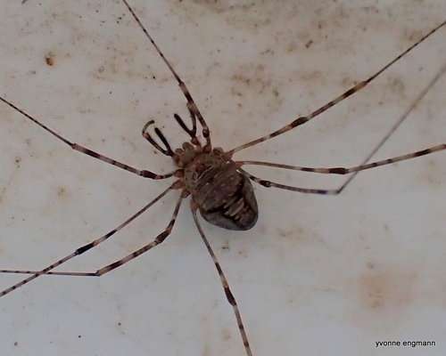 Observations by yvonne147 · iNaturalist