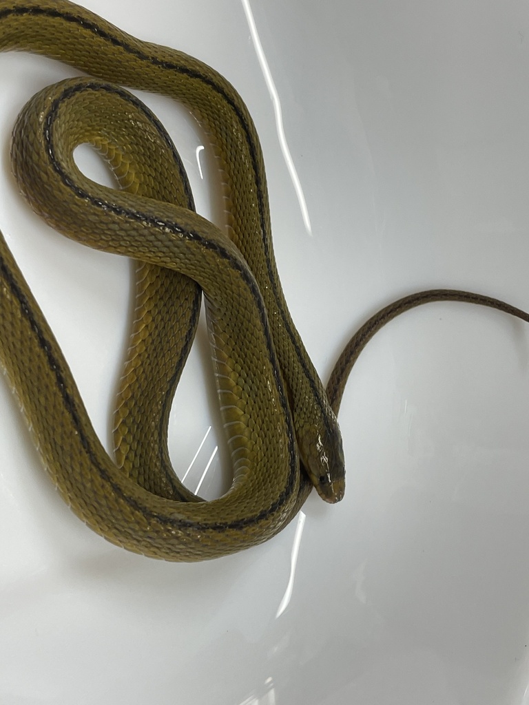Peters' Odd-scaled Snake from 椿洞, 岐阜市, 岐阜県, JP on May 28, 2021 at 05:03 ...