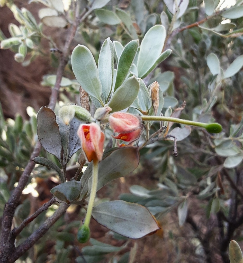 Grevillea arenaria in September 2023 by Chris Jonkers. Large spreading ...