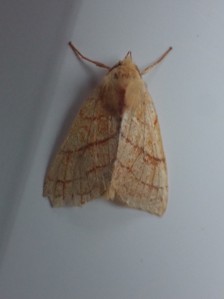 Orange Sallow from Garden. West Malvern Road, Malvern. Worcestershire ...