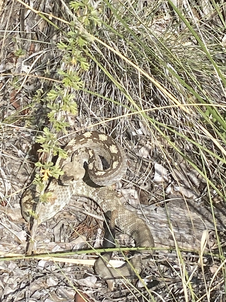 Eastern Black-tailed Rattlesnake from Guadalupe Mountains National Park ...