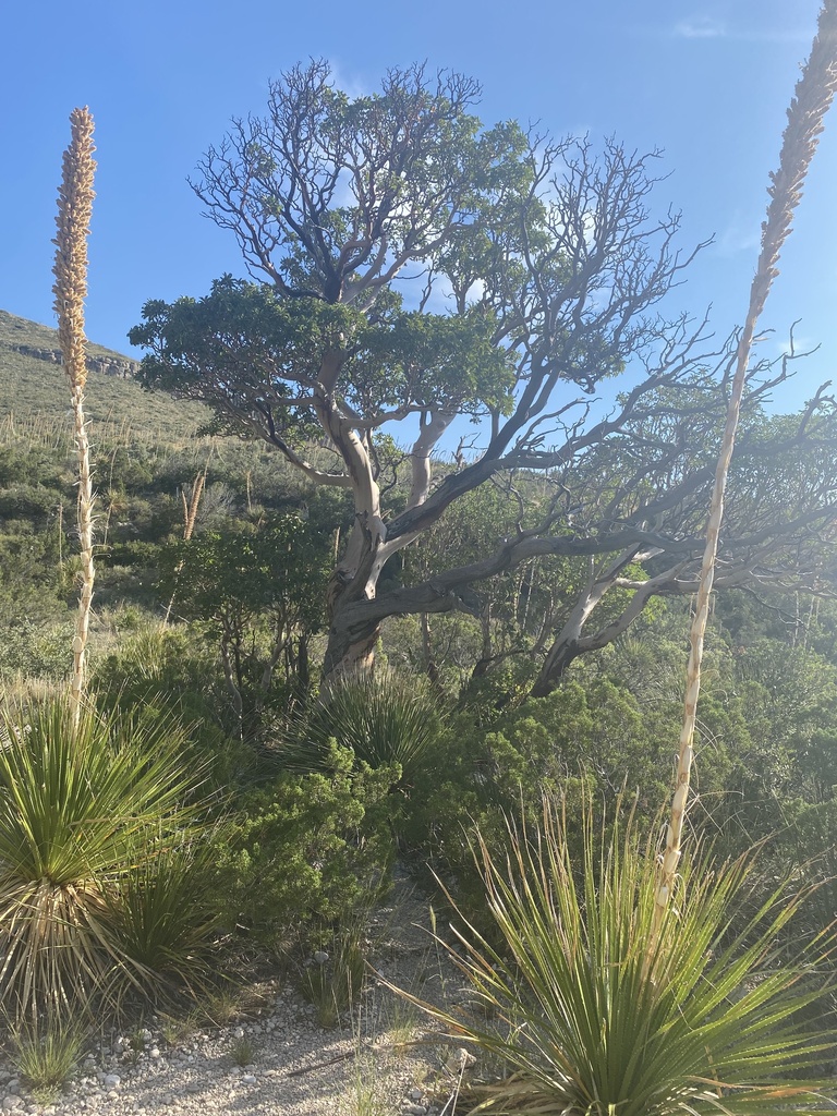 Smooth Sotol from Guadalupe Mountains National Park, Van Horn, TX, US ...