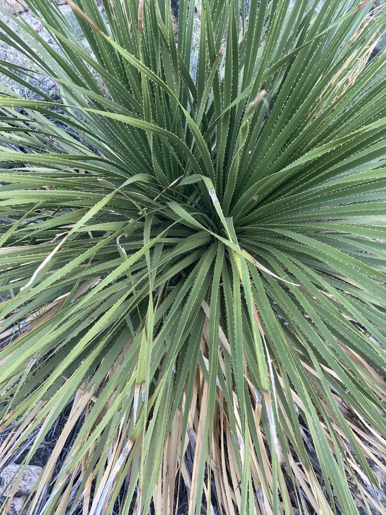 Smooth Sotol from Carlsbad Caverns National Park, Carlsbad, NM, US on ...
