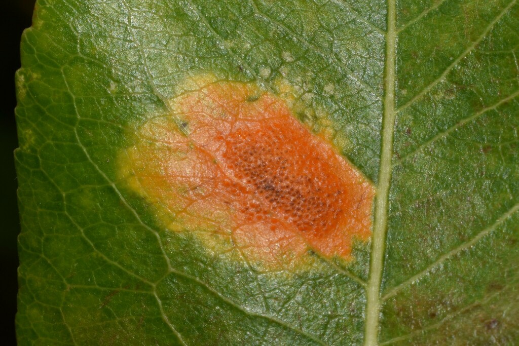 Pear Rust from North Aegean Region, Greece on September 19, 2023 at 11: ...