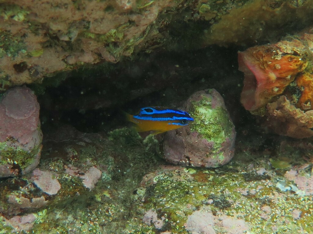 Immaculate Damsel from Jervis Bay JBT 2540, Australia on September 27 ...