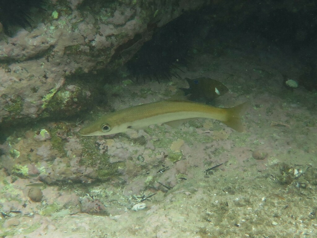Longfin Pike from Jervis Bay JBT 2540, Australia on September 27, 2023 ...