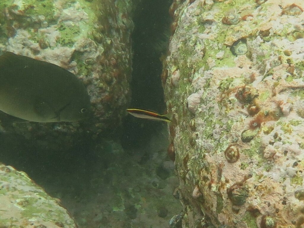 Eastern Hulafish from Jervis Bay JBT 2540, Australia on September 27 ...