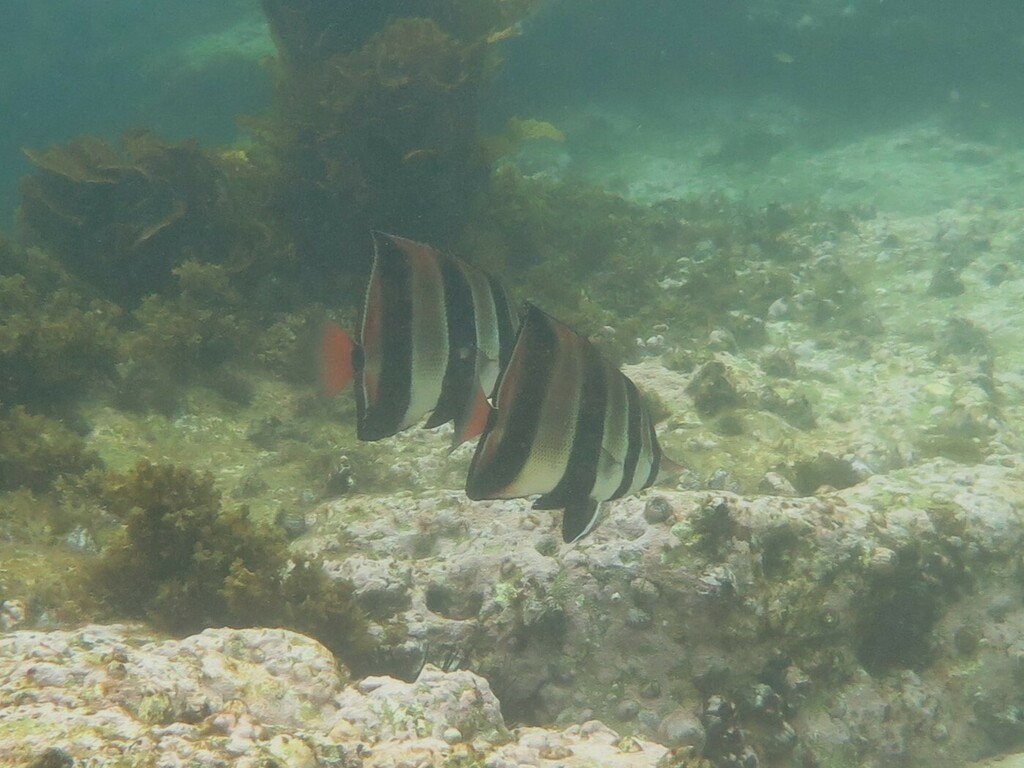 Eastern Talma from Jervis Bay JBT 2540, Australia on September 27, 2023 ...