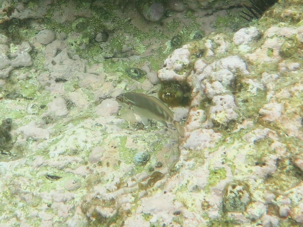 Red Morwong from Jervis Bay JBT 2540, Australia on September 27, 2023 ...