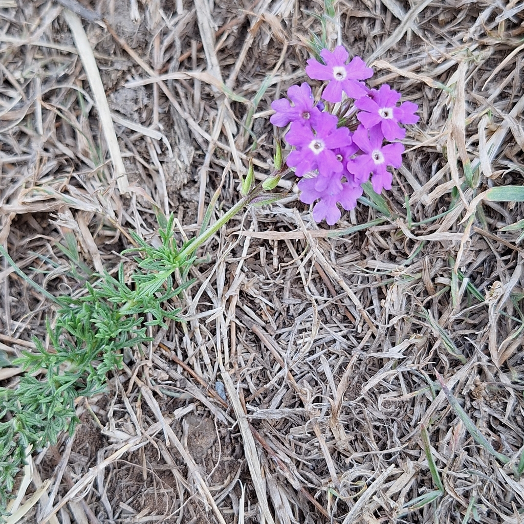 South American mock vervain from Booubyjan QLD 4601, Australia on ...