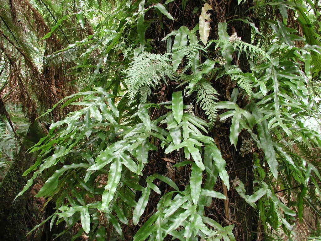 Kangaroo Fern from Melbourne VIC, Australia on February 15, 2003 at 01: ...