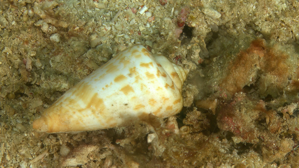 Strawberry Conch from Berau Regency, East Kalimantan, Indonesia on ...