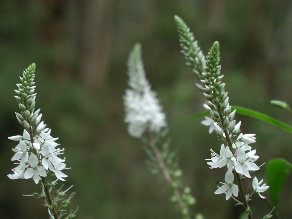 derwent speedwell from Melbourne VIC, Australia on January 1, 2003 at ...