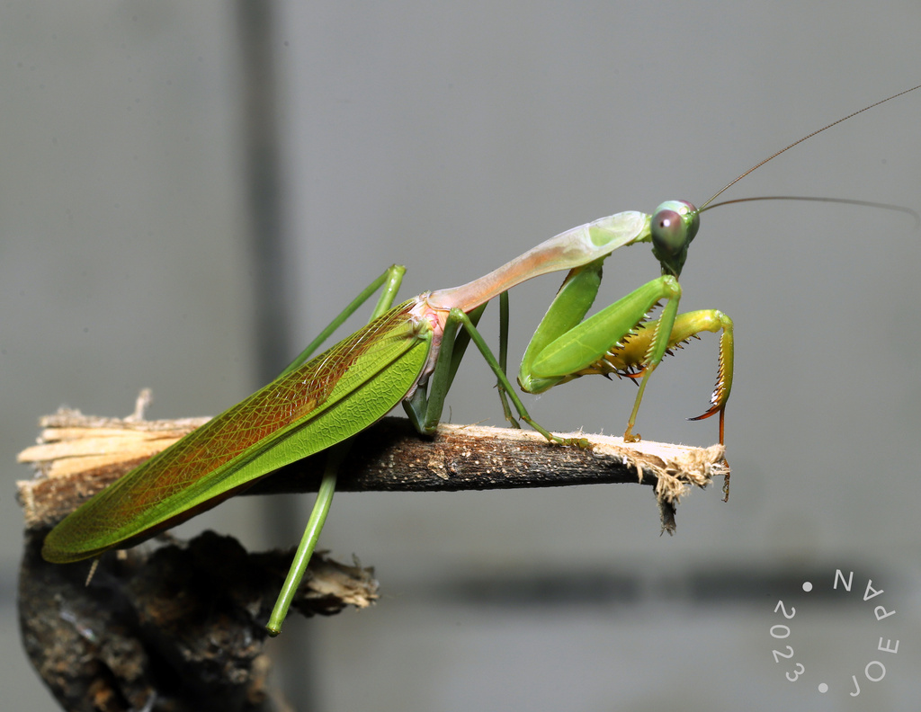 Giant Asian Mantises from Borneo, Sandakan, Sabah, MY on September 21 ...