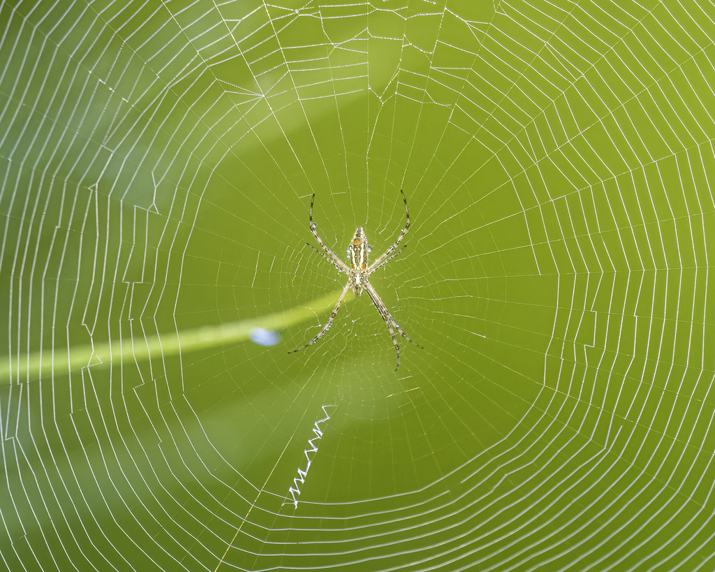 Banded Garden Spider from Cass County, TX, USA on September 26, 2023 at ...