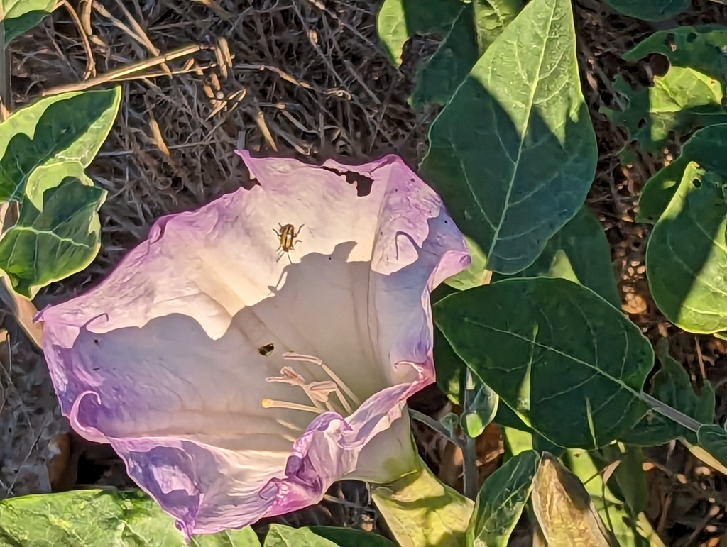 Sacred Datura from Jamul, CA 91935, USA on September 26, 2023 at 05:51 ...