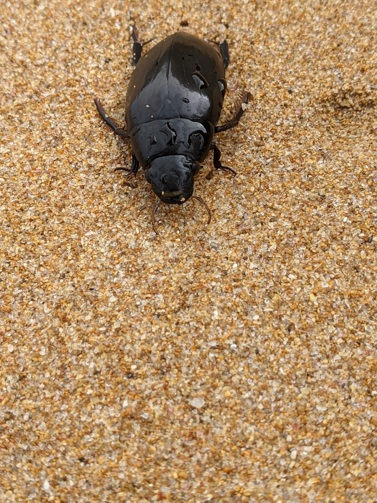 Hydrophilus from Australia on September 27, 2023 at 10:47 AM by Rob ...