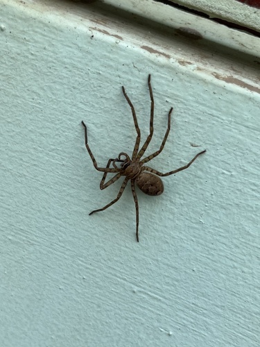 Observations by yamayatto- · iNaturalist