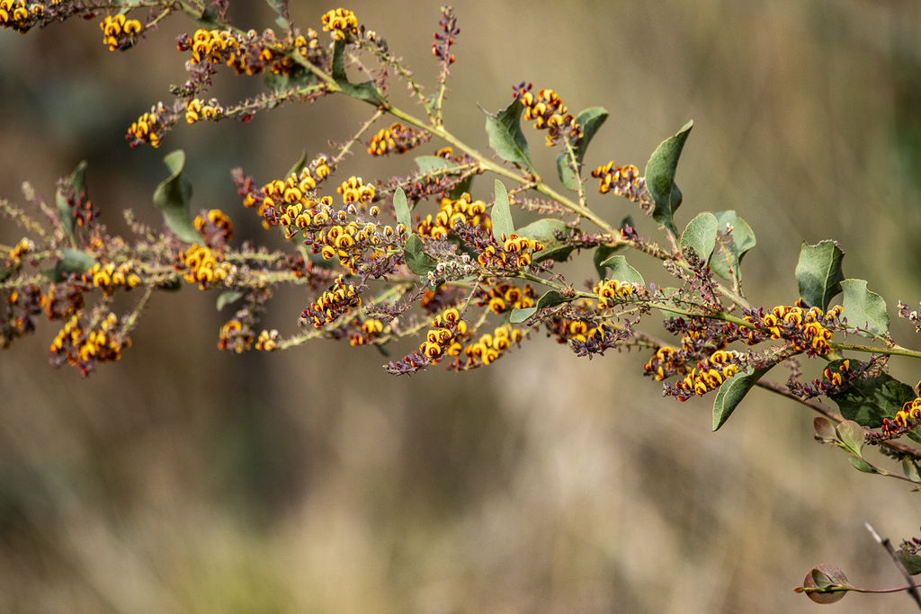 hop bitter-pea from Vittoria NSW 2799, Australia on September 27, 2023 ...