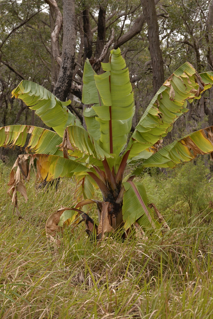 Abyssinian banana from Royal Nat'l Park NSW 2232, Australia on ...