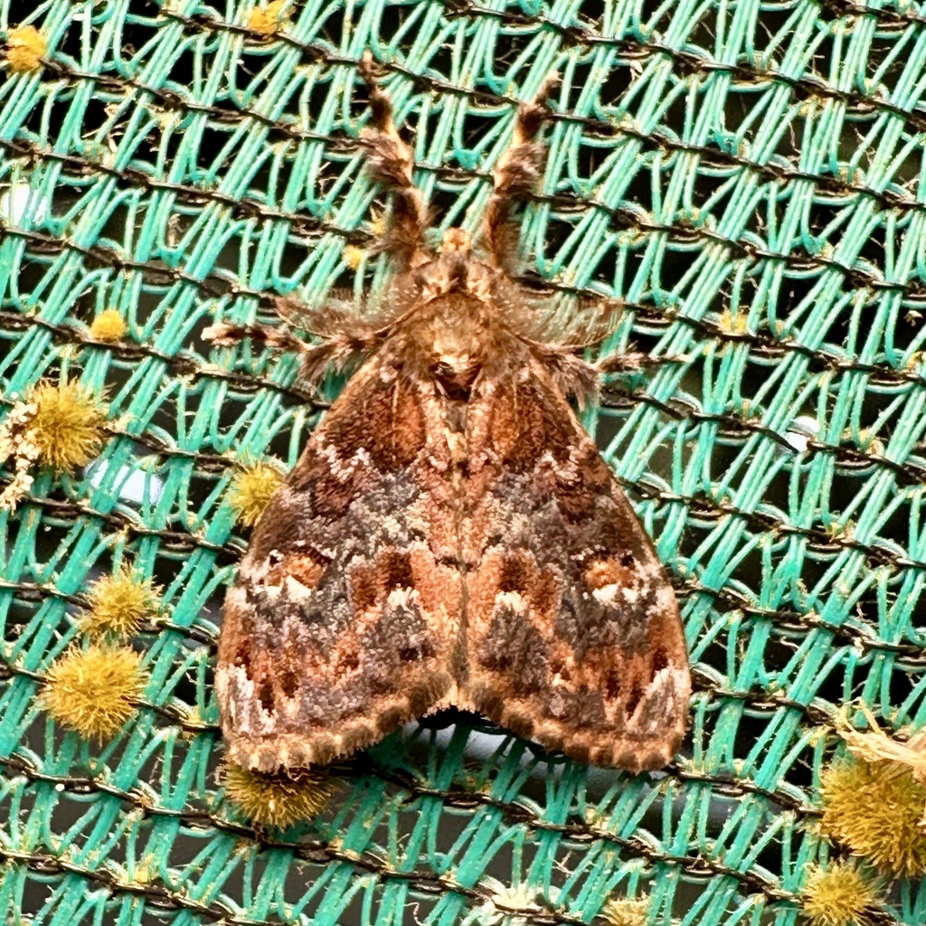 Tussock Moths in August 2023 by gee912 · iNaturalist