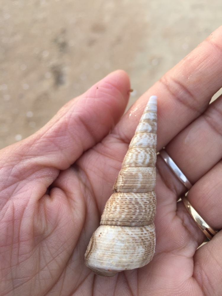 Turret Shell from Freycinet National Park, Freycinet, TAS, AU on ...