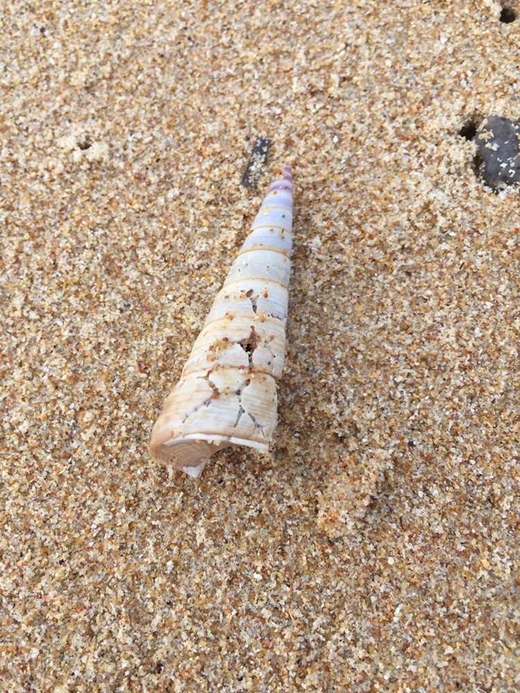 Turret Shell from Freycinet National Park, Freycinet, TAS, AU on ...