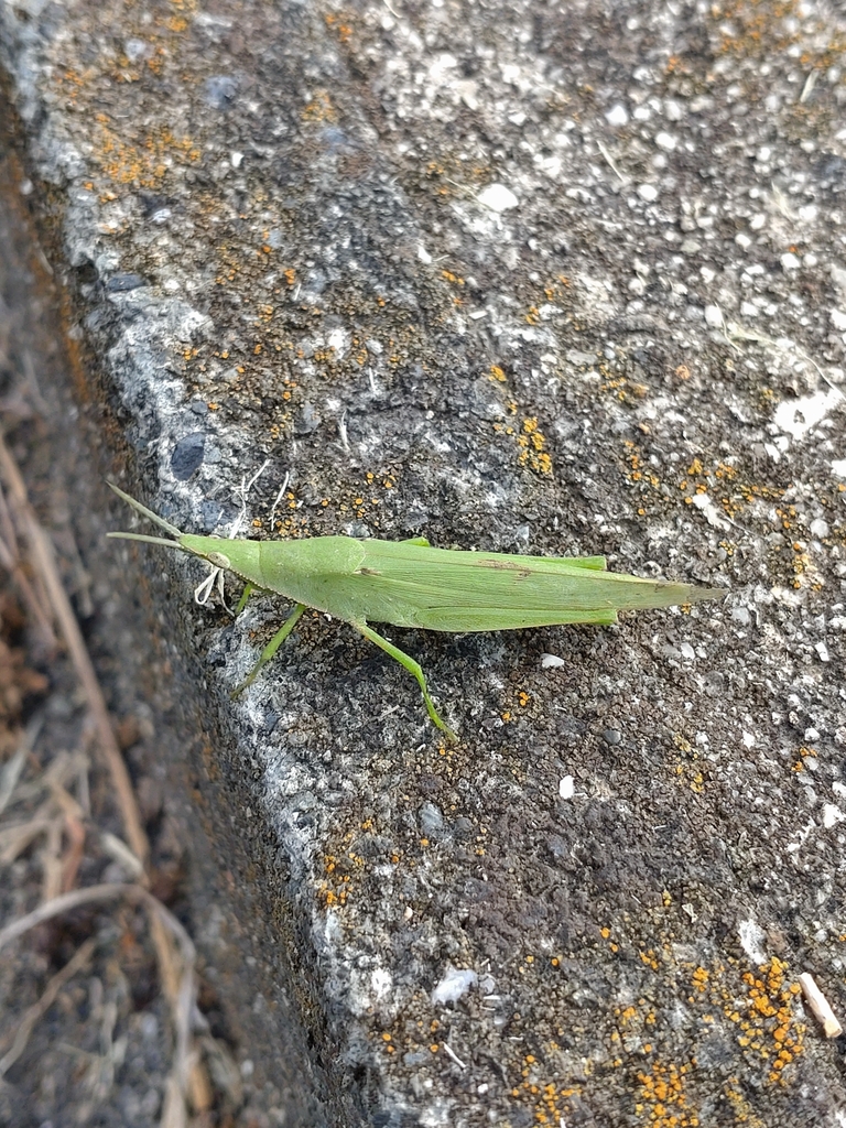 Atractomorpha sinensis sinensis from 日本 〒591-8004 on September 4, 2023 ...