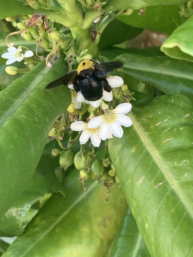 Carpenter Bees from Cairns Harbour, Cairns North, QLD, AU on September ...
