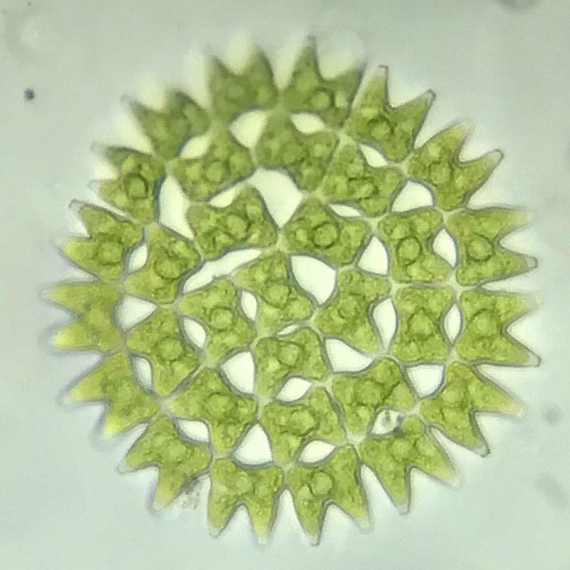 (Pediastrum) - Botanical Realm