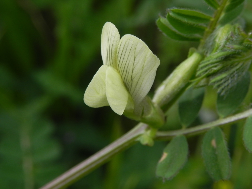 Hairy Yellow-vetch from Provincia di Rieti, Italia on April 13, 2016 by ...