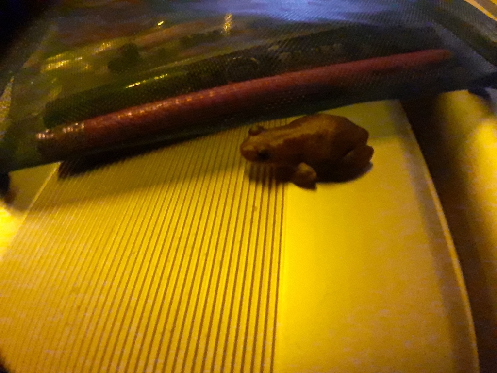 Frogs and Toads from Batchelor NT 0845, Australia on September 27, 2023 ...