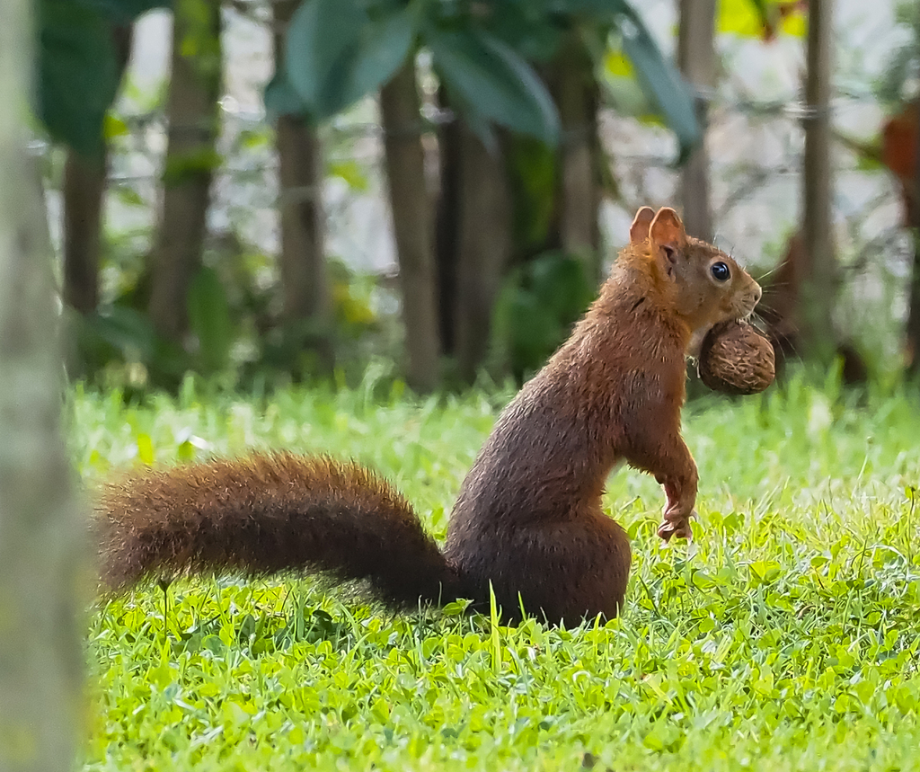 Eurasian Red Squirrel from 72500 Dissay-Sous-Courcillon, France on ...