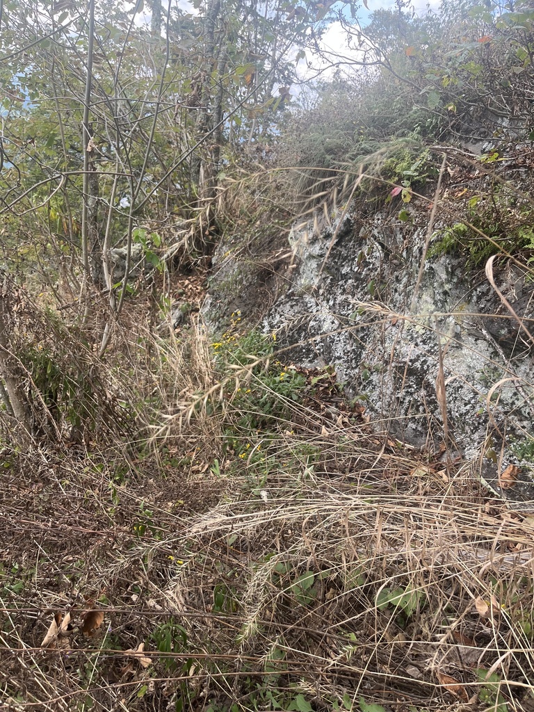 Wild Ryes and Wheatgrasses from Fairview, NC, US on September 22, 2023 ...