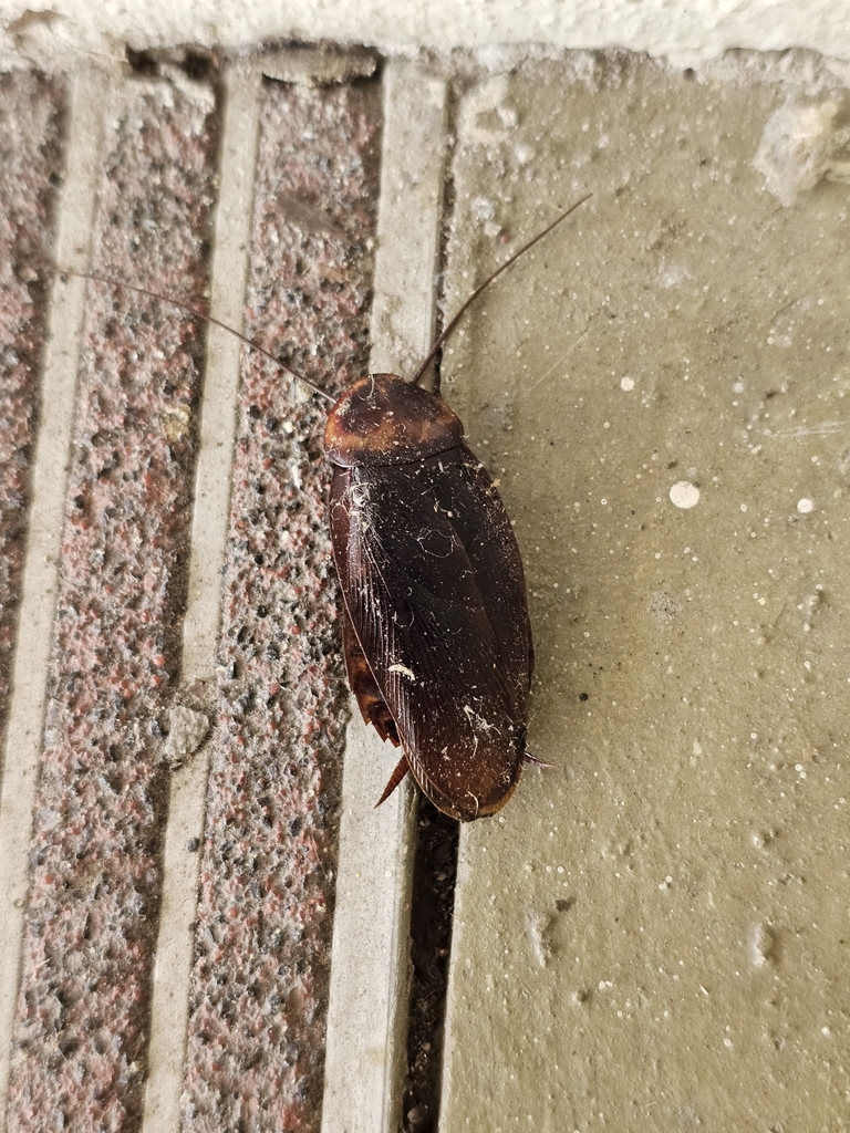 American Cockroach from 4R9P+QX8, Cayey, 00736, Puerto Rico on ...