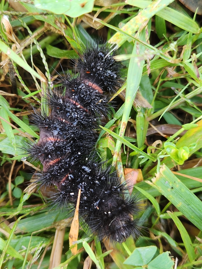 Giant Leopard Moth from Birmingham Township, PA, USA on September 27 ...