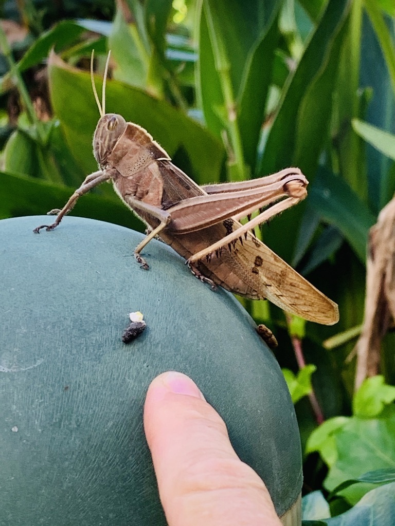 Garden Locust from Cádiz, España on October 28, 2020 at 10:41 AM by Sol ...