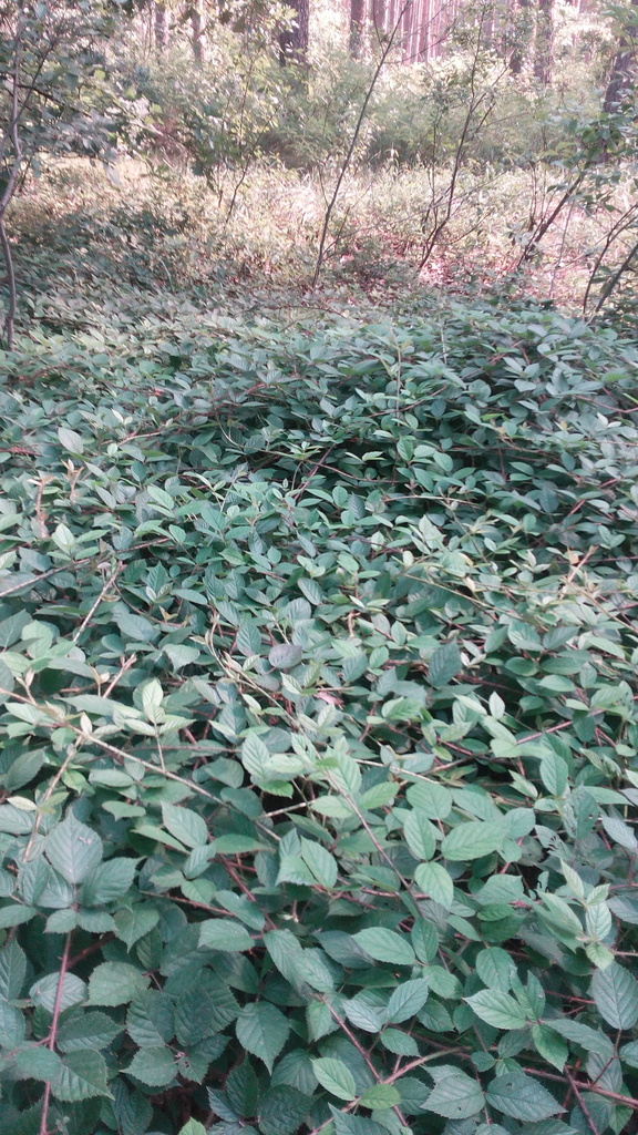 Rubus hirtus from Канівський район, Черкаська область, Україна on ...