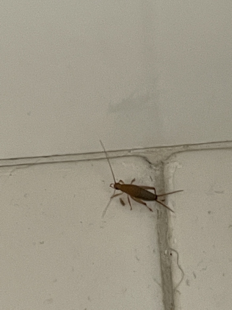 Forest Scaly Cricket from Rutherford Ave, Franklin, KY, US on September ...