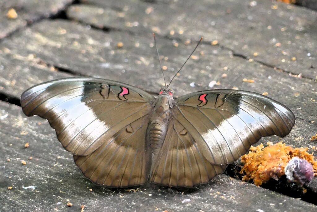 Redspot Duke from RW2R+7HR, Suthep, Mueang Chiang Mai, Province de ...