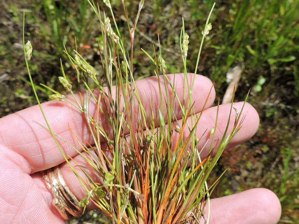 Keeled bulrush from Cherry Creek Park, Canton, Texas on March 26, 2016 ...
